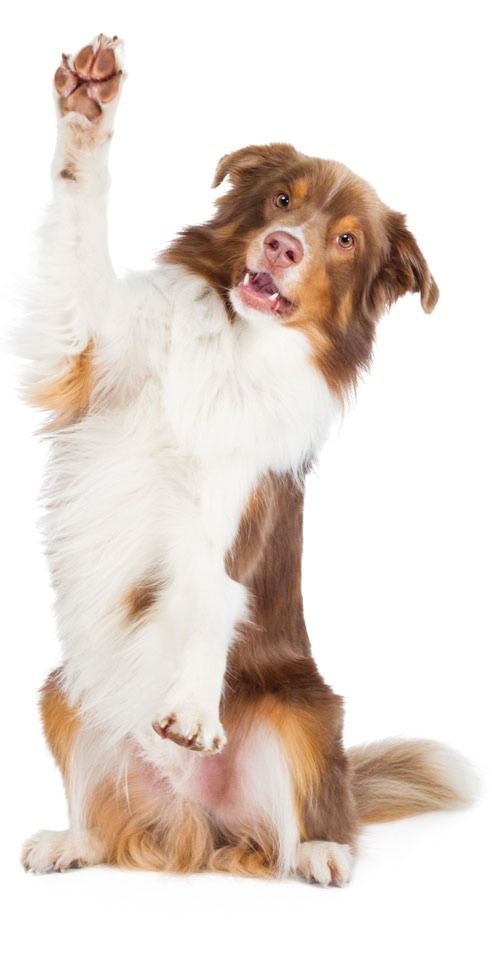 Pet Health Plan | Caerphilly Vets