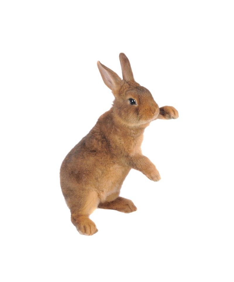 Pet Health Plan | Caerphilly Vets