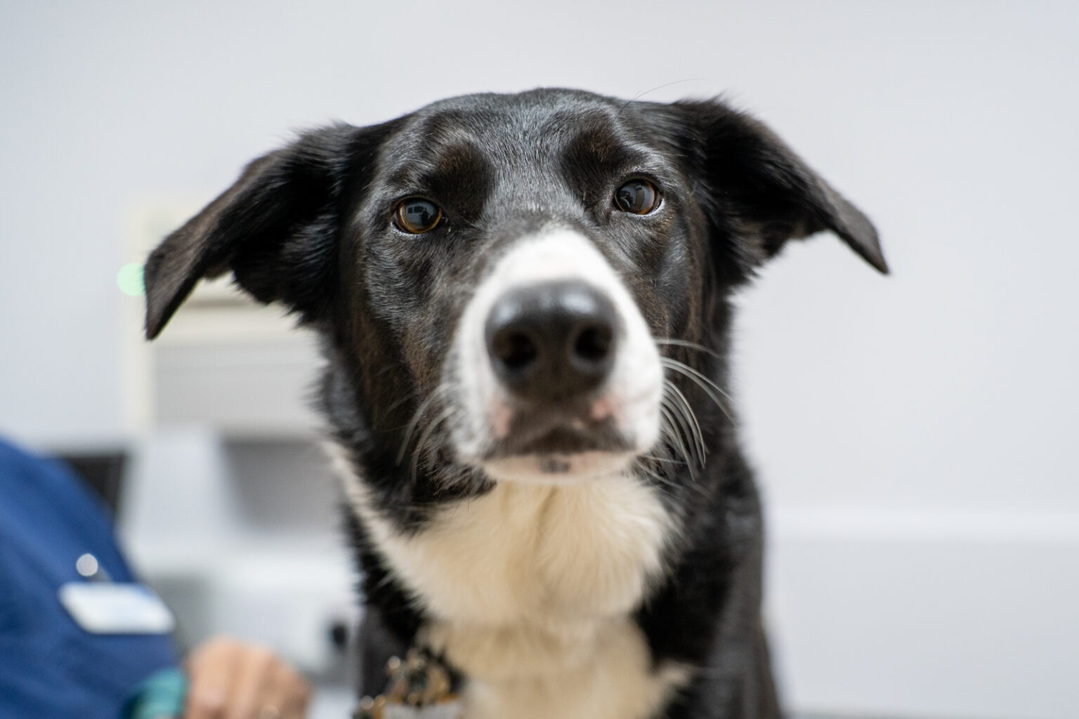 Contact Us | Caerphilly Vets